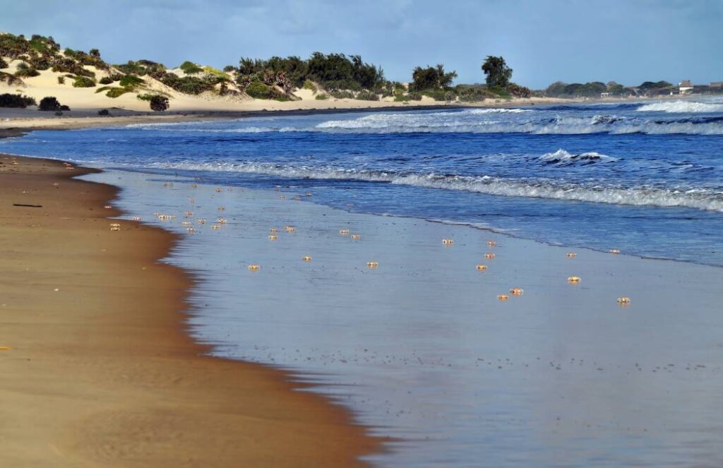 Plaża Shela Beach Lamu - Kenia